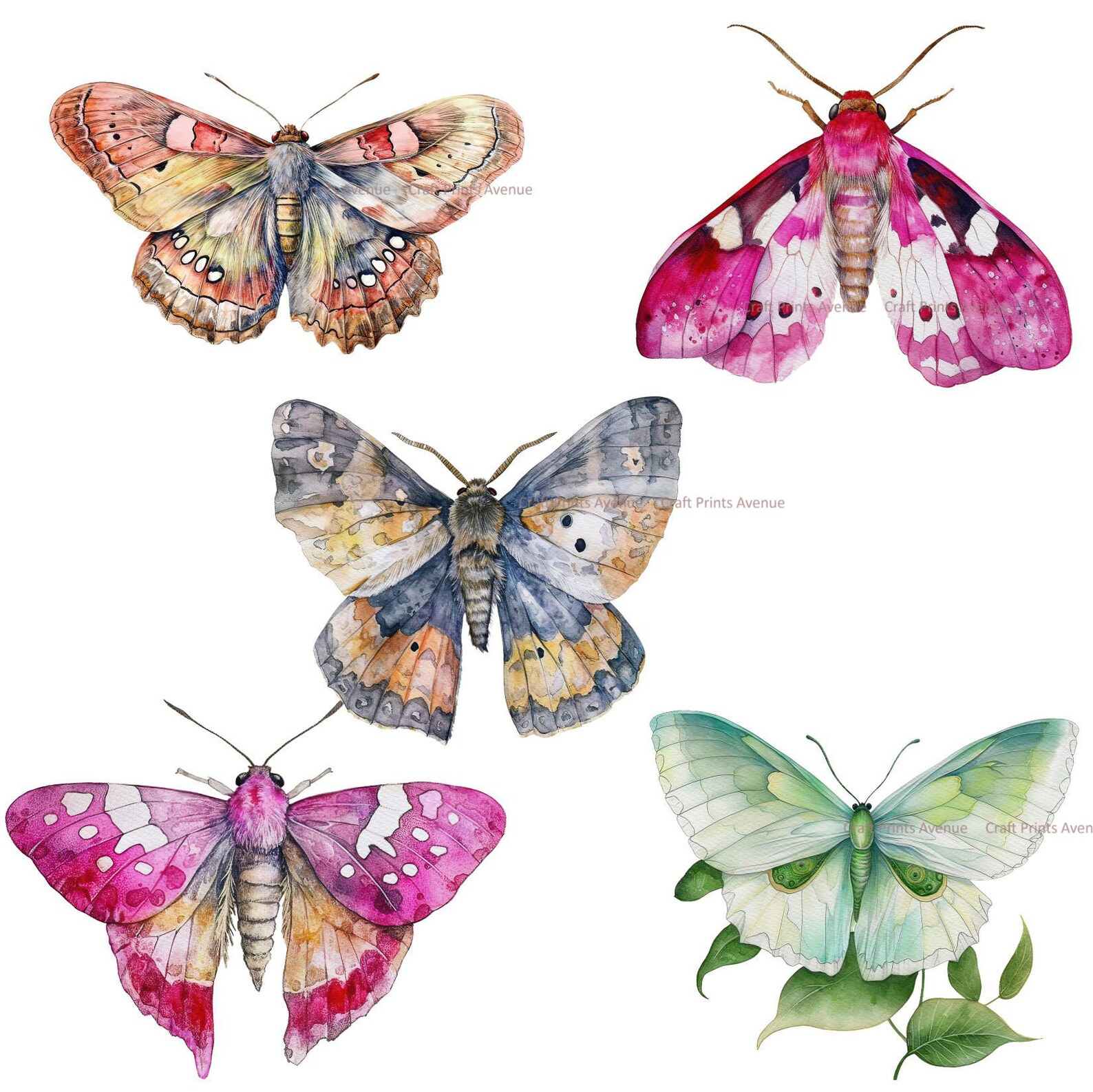 Moth Clip Art PNG Digital Clipart, Butterfly Watercolor Clipart ...