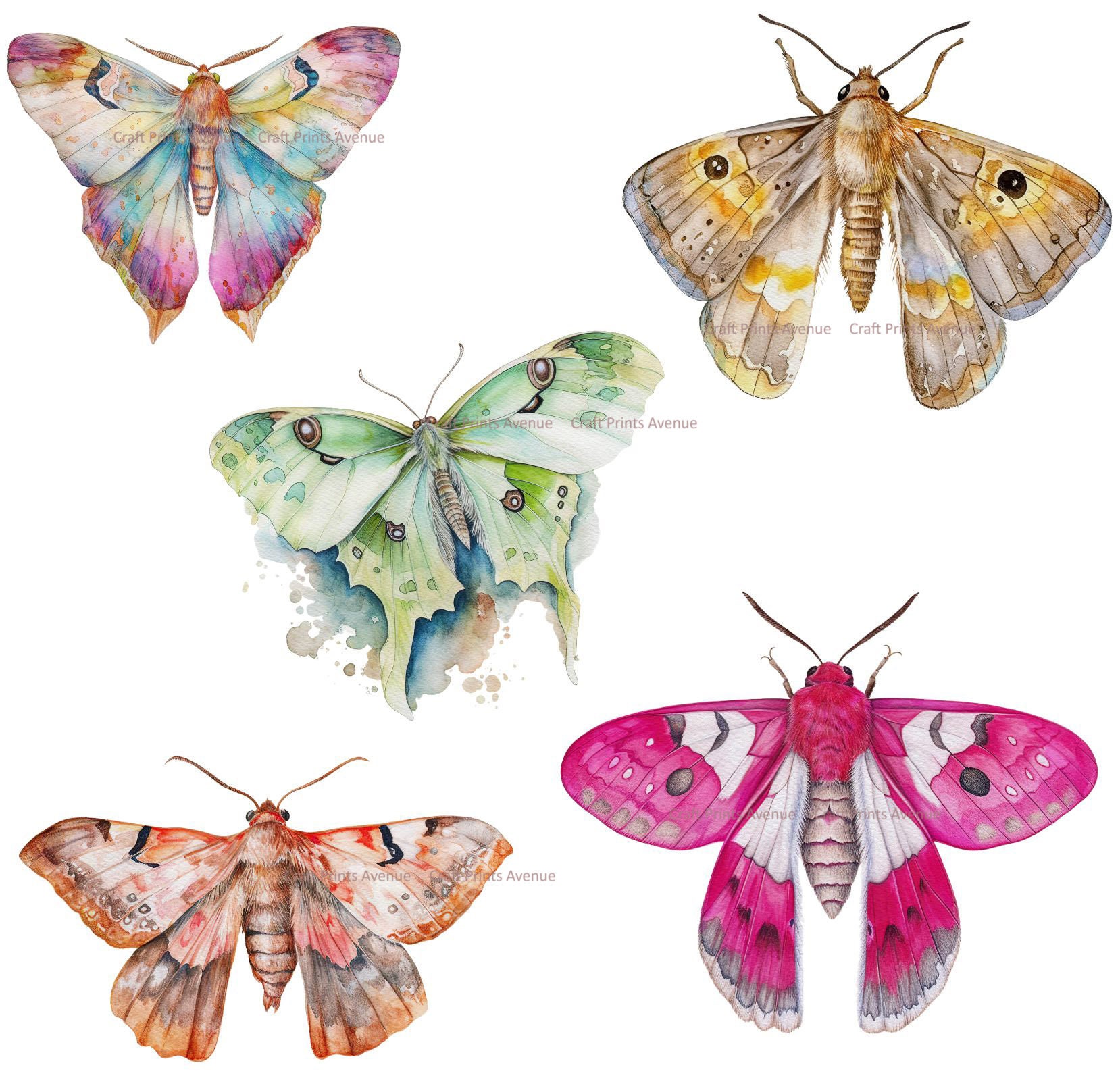 Moth Clip Art PNG Digital Clipart, Butterfly Watercolor Clipart ...