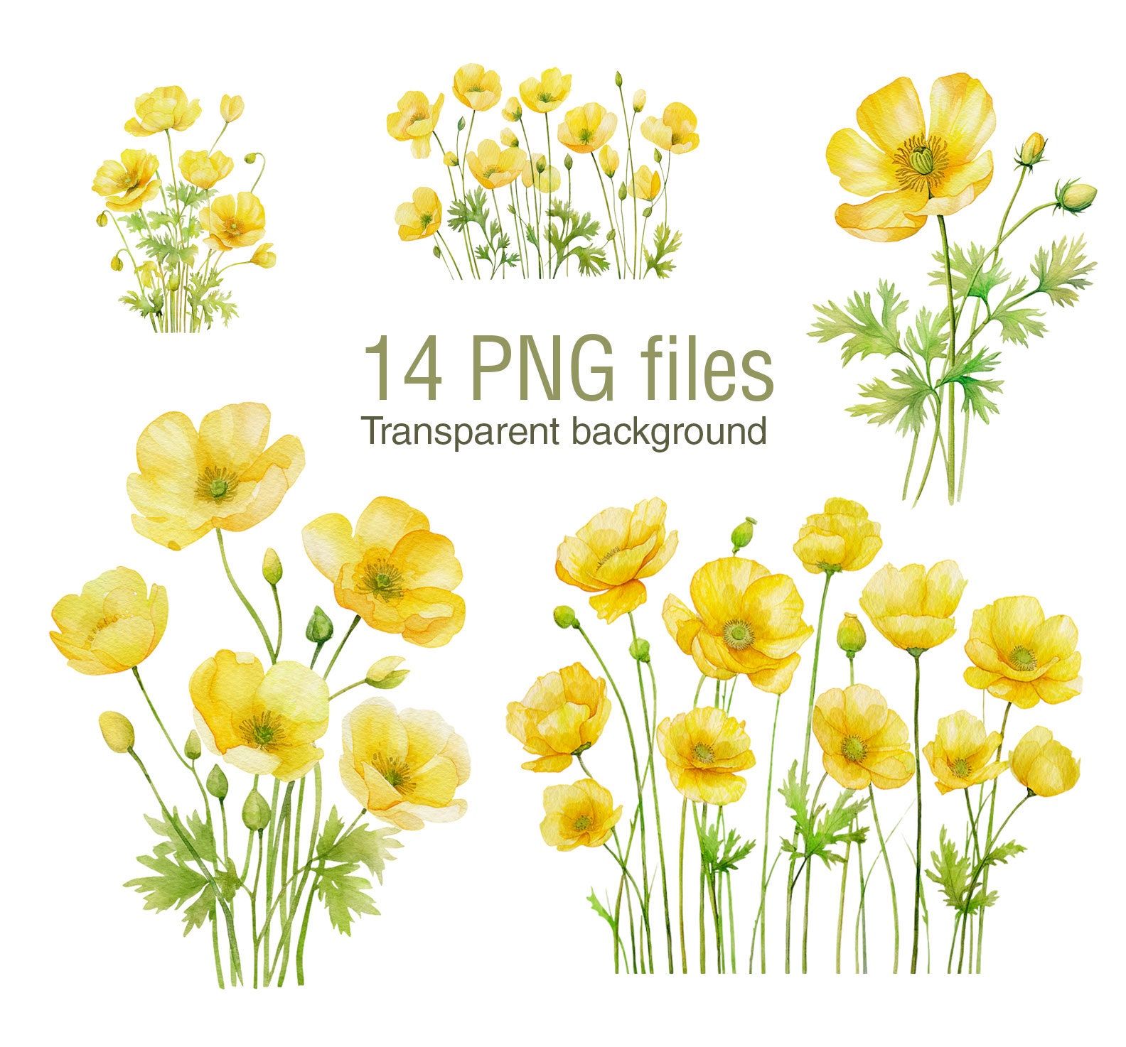 Buttercup Flower PNG Digital Clip Art, Watercolor Clipart, Invitation ...