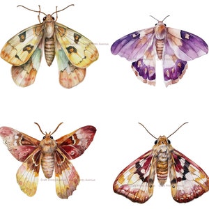 Moth Clip Art PNG Digital Clipart, Butterfly Watercolor Clipart ...