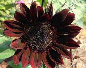 Sunflower Seed Salted Roasted Fresh Nuts Natural Israeli Food - Etsy