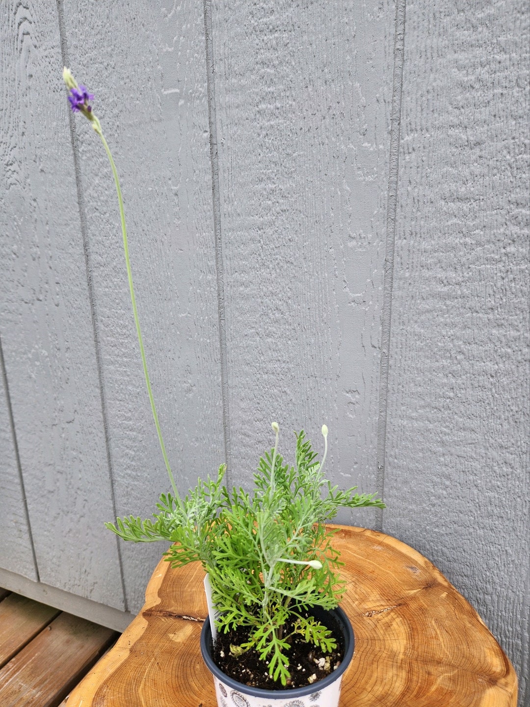 Fern Leaf Lavender - Etsy