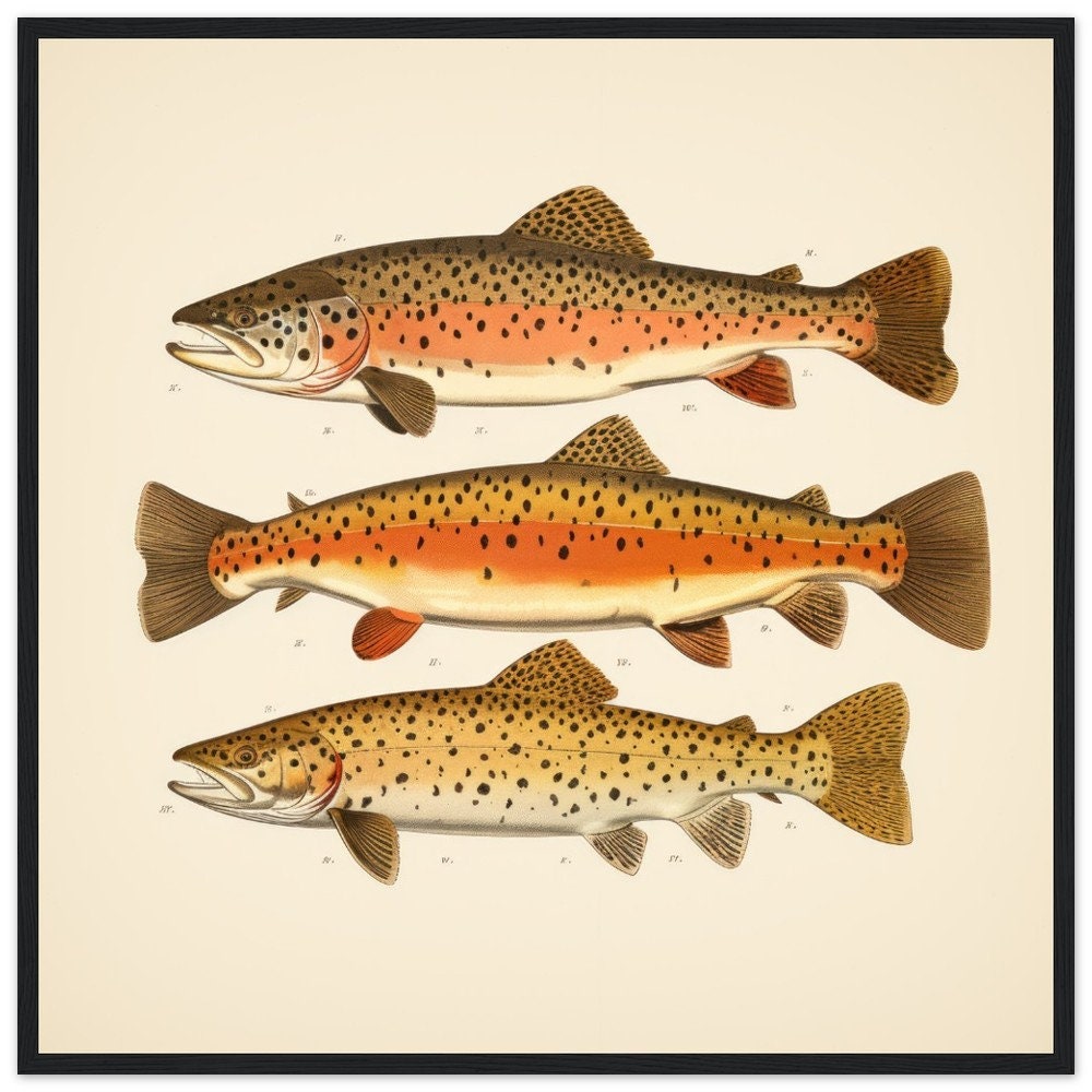 Trout Poster | Trout Species Image | Fish Species Poster | Fishing Fan ...