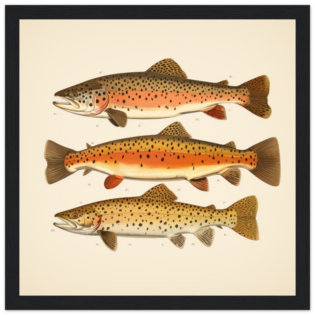 Trout Poster | Trout Species Image | Fish Species Poster | Fishing Fan ...