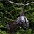 Metal Hanging One Open Wing Bat. Garden Indoor Outdoor Sculptures. Bats ...
