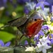 Hand Crafted Recycled Metal Robin. Metal Garden Outdoor Sculpture ...