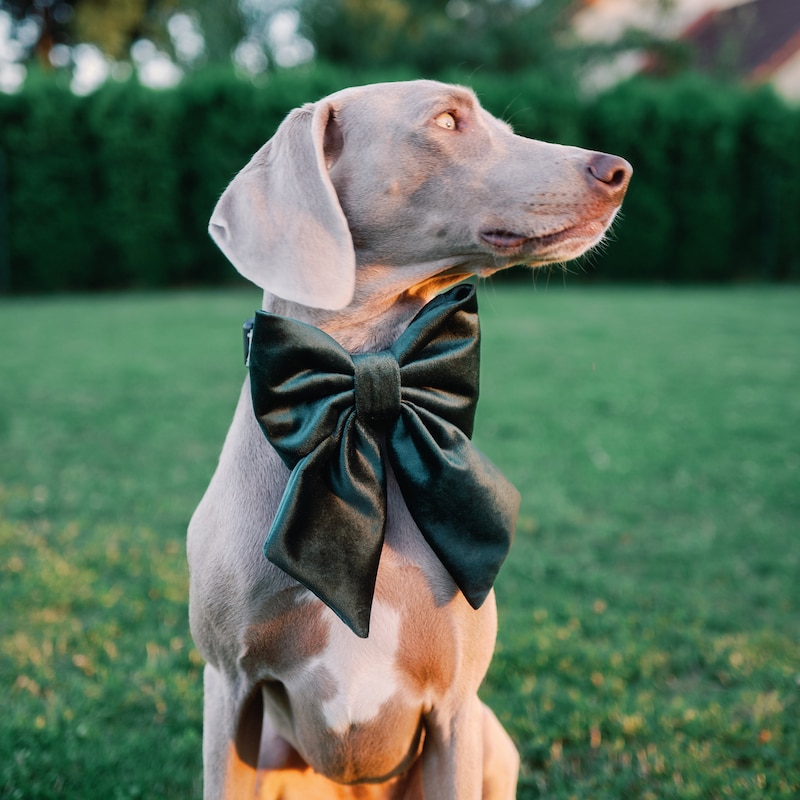 Dog Wedding Bows - Etsy