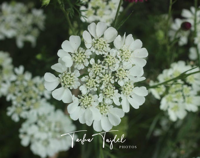20 Seeds Orlaya Grandiflora“minoan Lace” - Etsy Canada