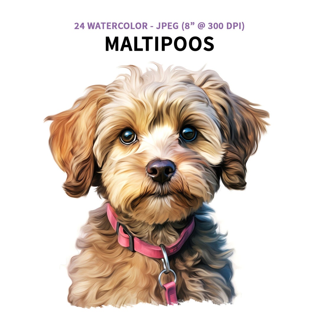 Maltipoo Clipart 24 High Quality Jpegs Maltipoo Dogs - Etsy
