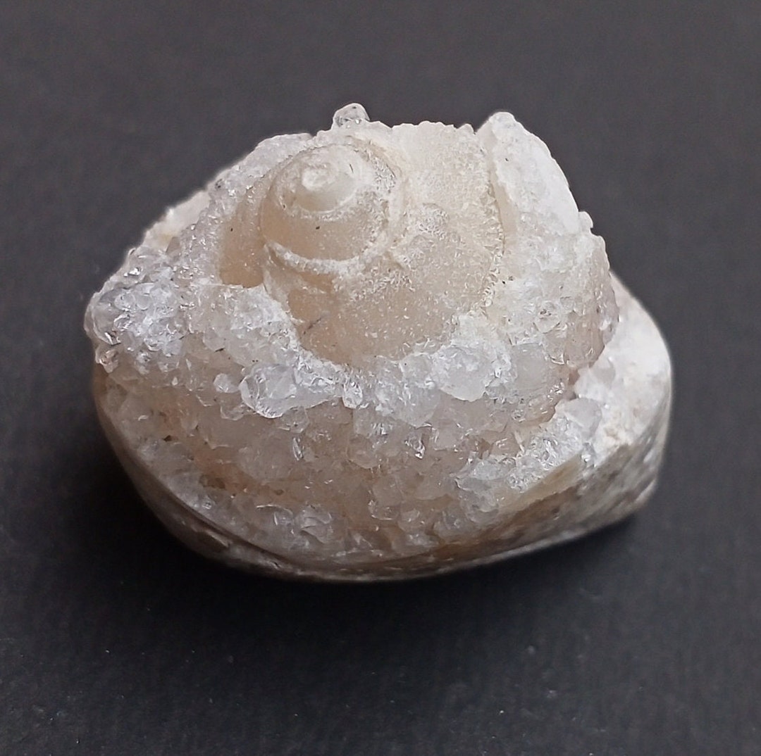 88 Cts. 100%natural Fossil Snail Agateshell Druzy/druzy - Etsy