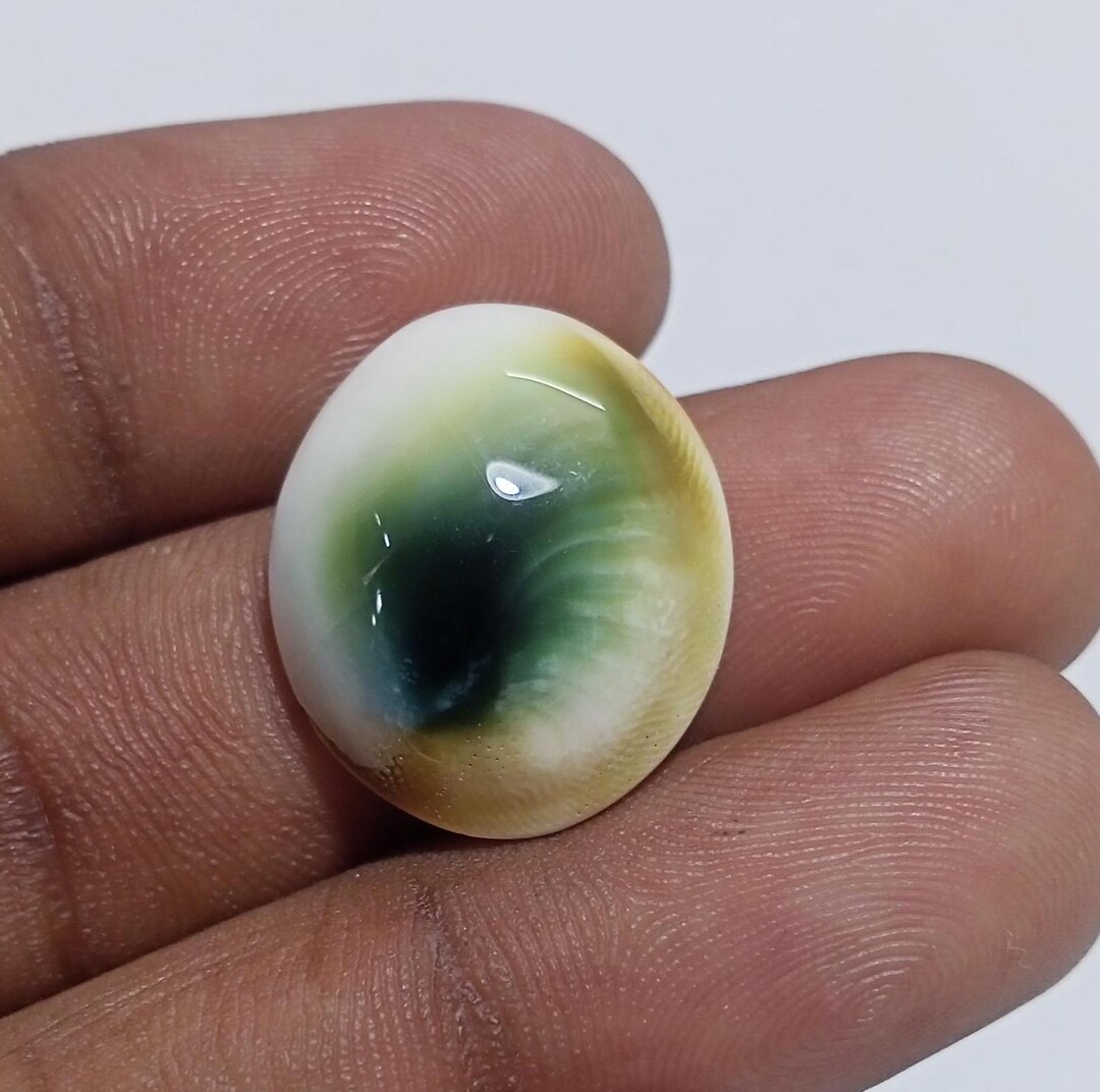 21 Cts. Green Turbo Operculum, Cats Eye, Shiva Shell for Crafts, Shell ...