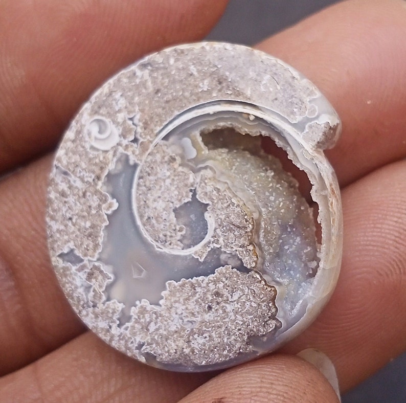 37 Ct. 100%natural Fossil Snail Slice Agate,shell Druzy/fossil Snail ...