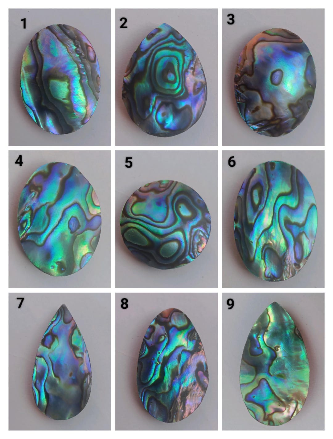 100% Natural Ormer Shell, Abalone Shell, Paua Shell, Perlemoen Shell ...
