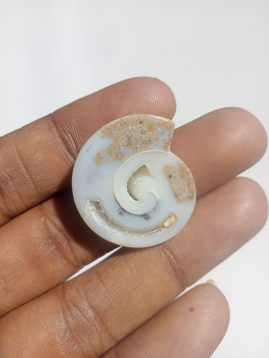 43 Ct. 100%natural Fossil Snail Slice Agate,shell Druzy/fossil Snail ...