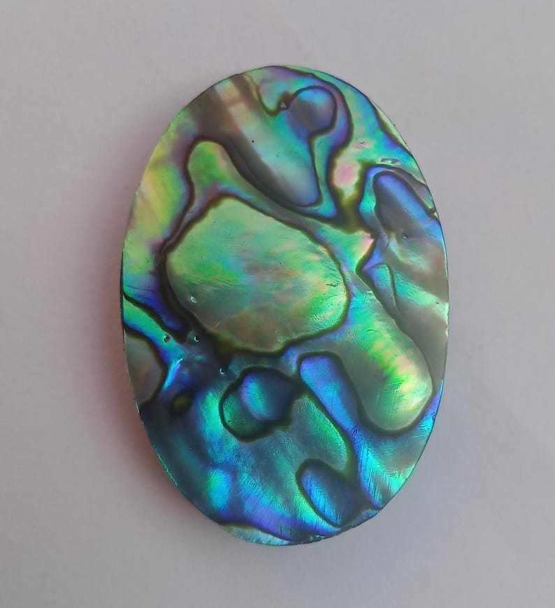 100% Natural Ormer Shell, Abalone Shell, Paua Shell, Perlemoen Shell ...