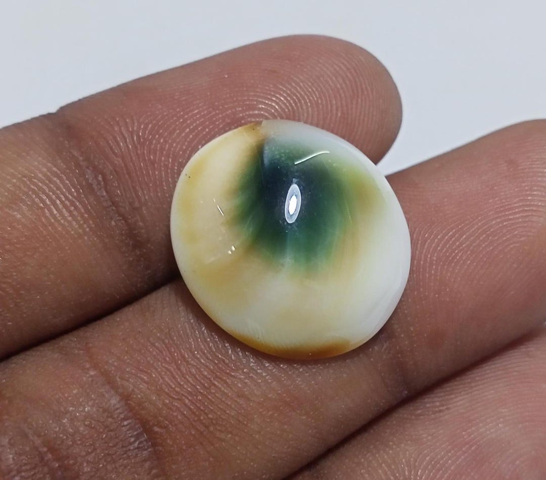 16 Cts. Green Turbo Operculum, Cats Eye, Shiva Shell for Crafts, Shell ...