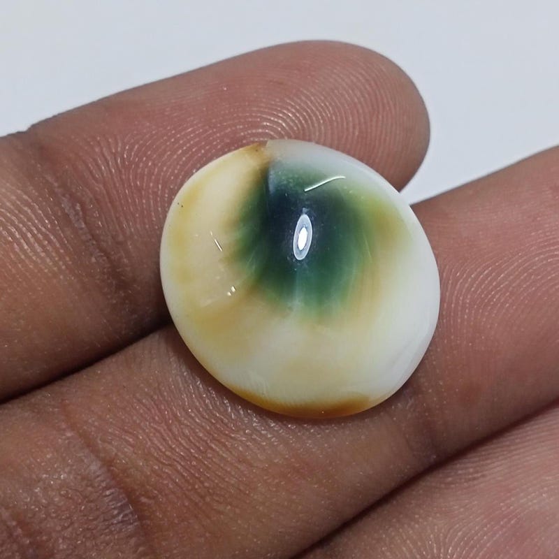 Operculum Shell - Etsy UK