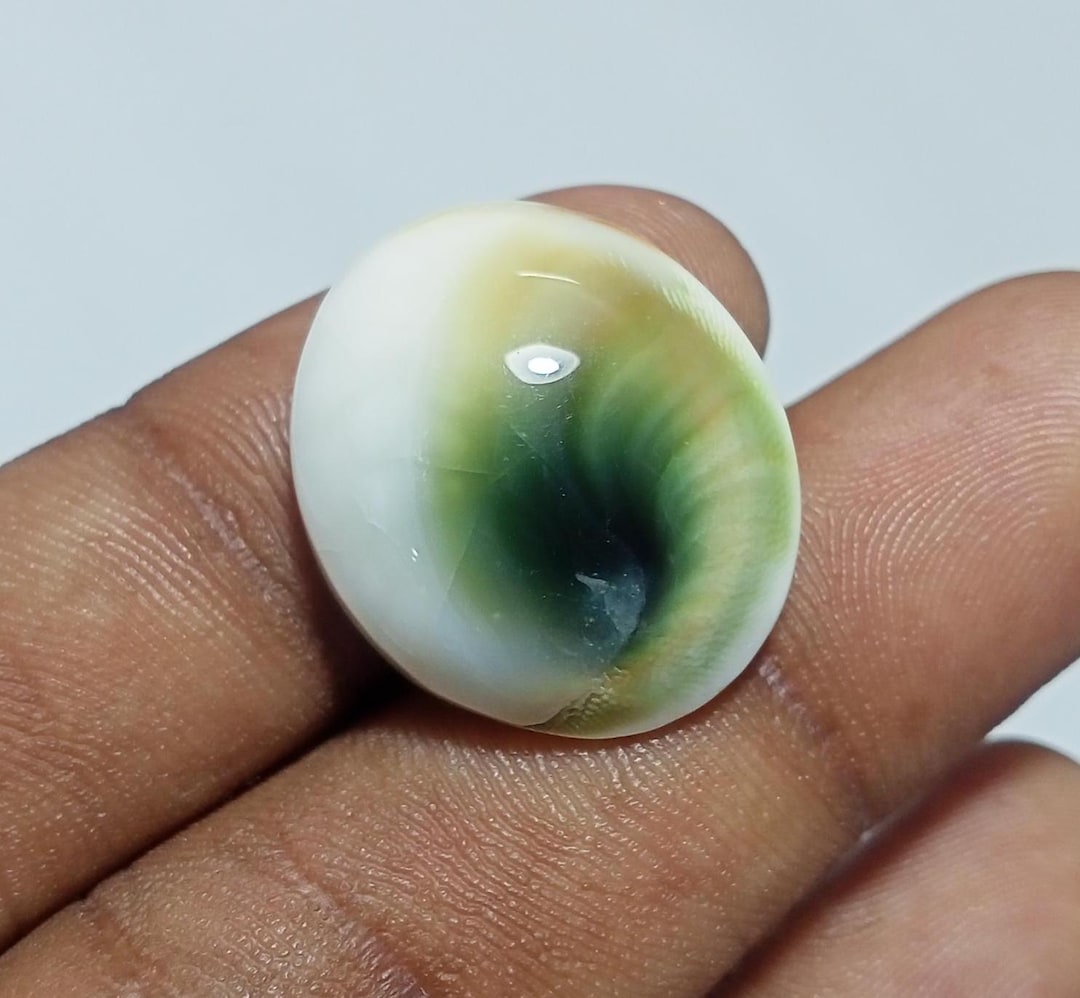 30 Cts. Green Shiva Eye, Curiosity Cabinet, Shell Cover, Shell Jewelry ...