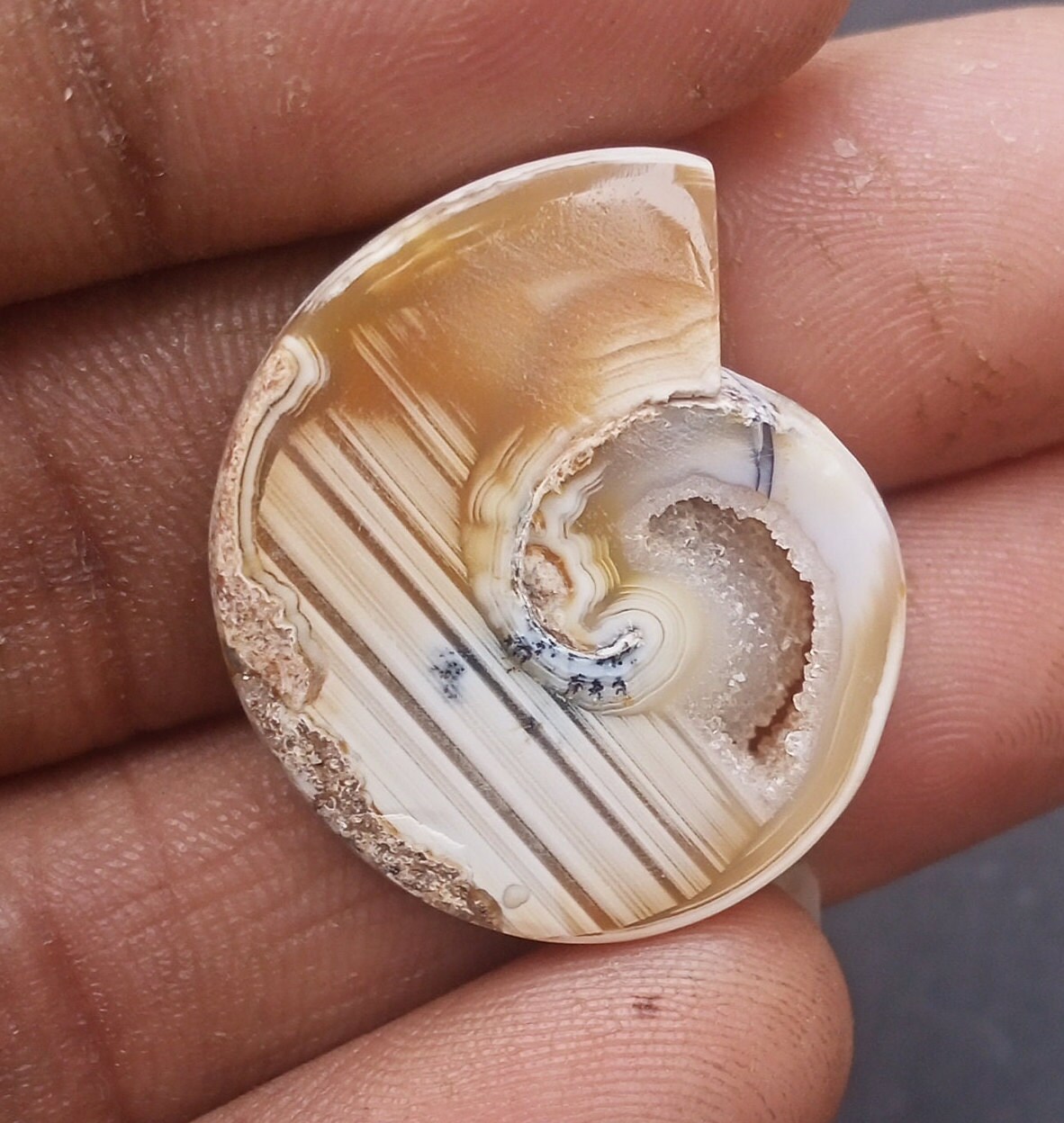 33 Ct. 100%natural Fossil Snail Slice Agate,shell Druzy/fossil Snail ...