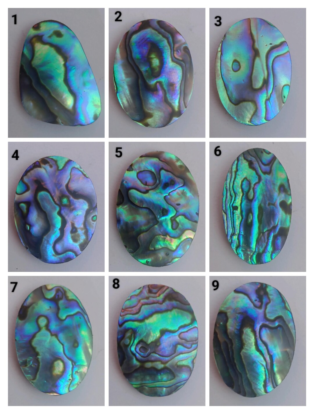 100% Top Ormer Shell, Abalone Shell, Paua Shell, Perlemoen Shell,nacre ...