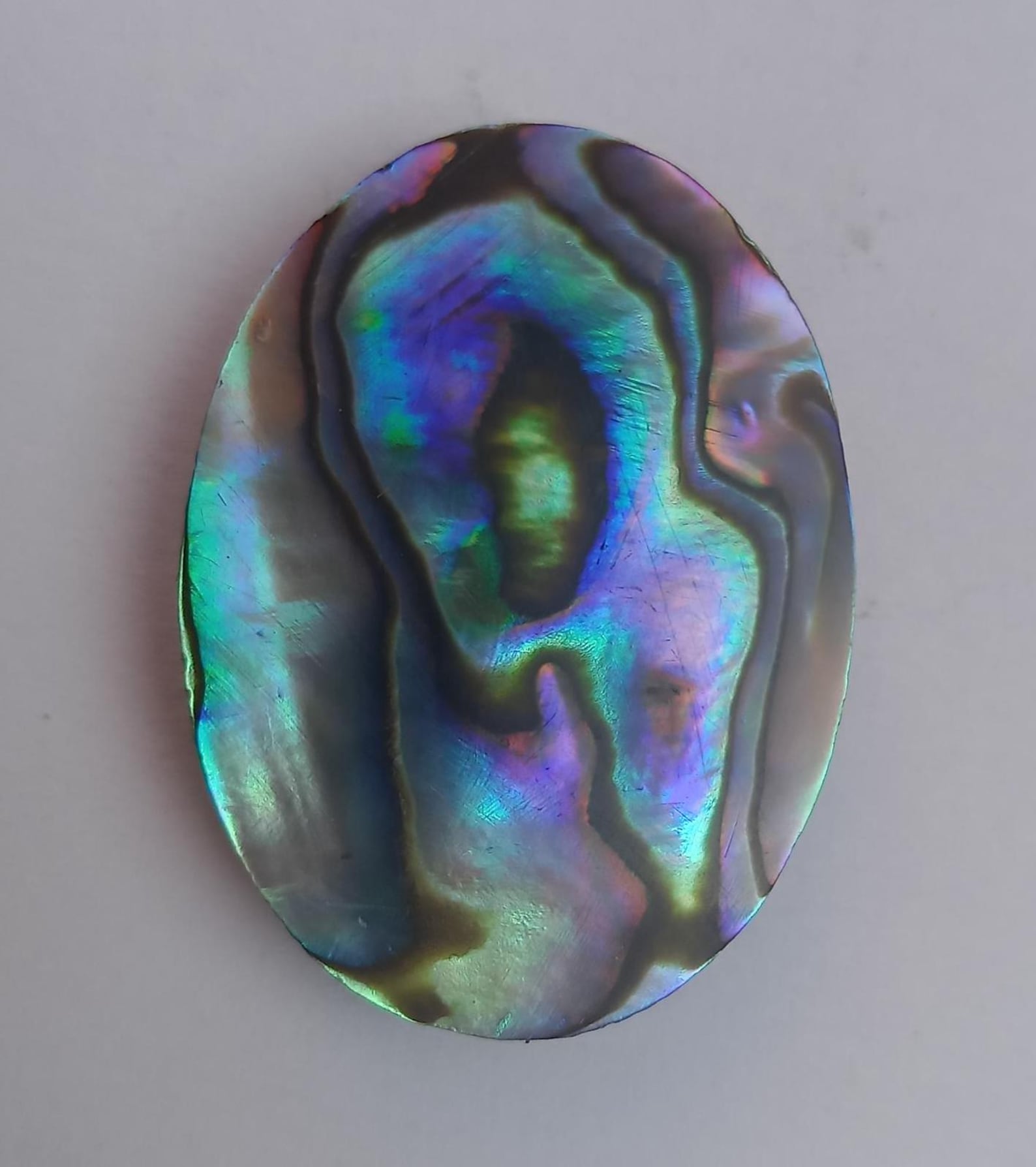 100% Top Ormer Shell, Abalone Shell, Paua Shell, Perlemoen Shell,nacre ...
