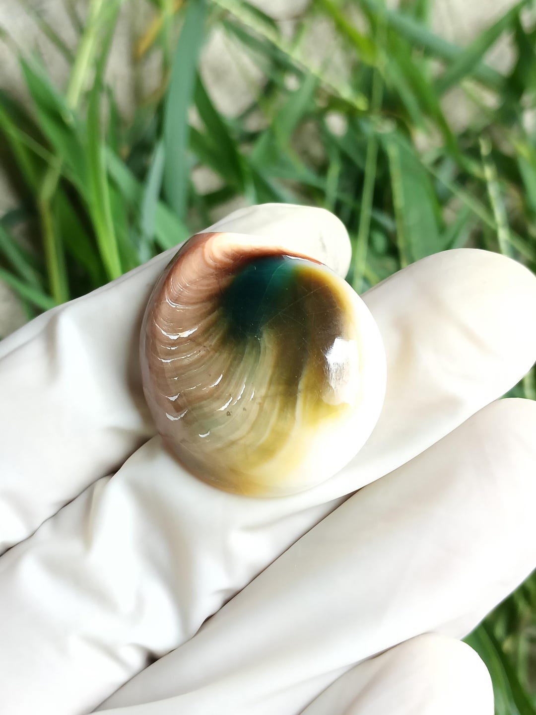 Green Shiva Shell: Cats Eye Operculum - Sailors Valentine Craft Supply ...