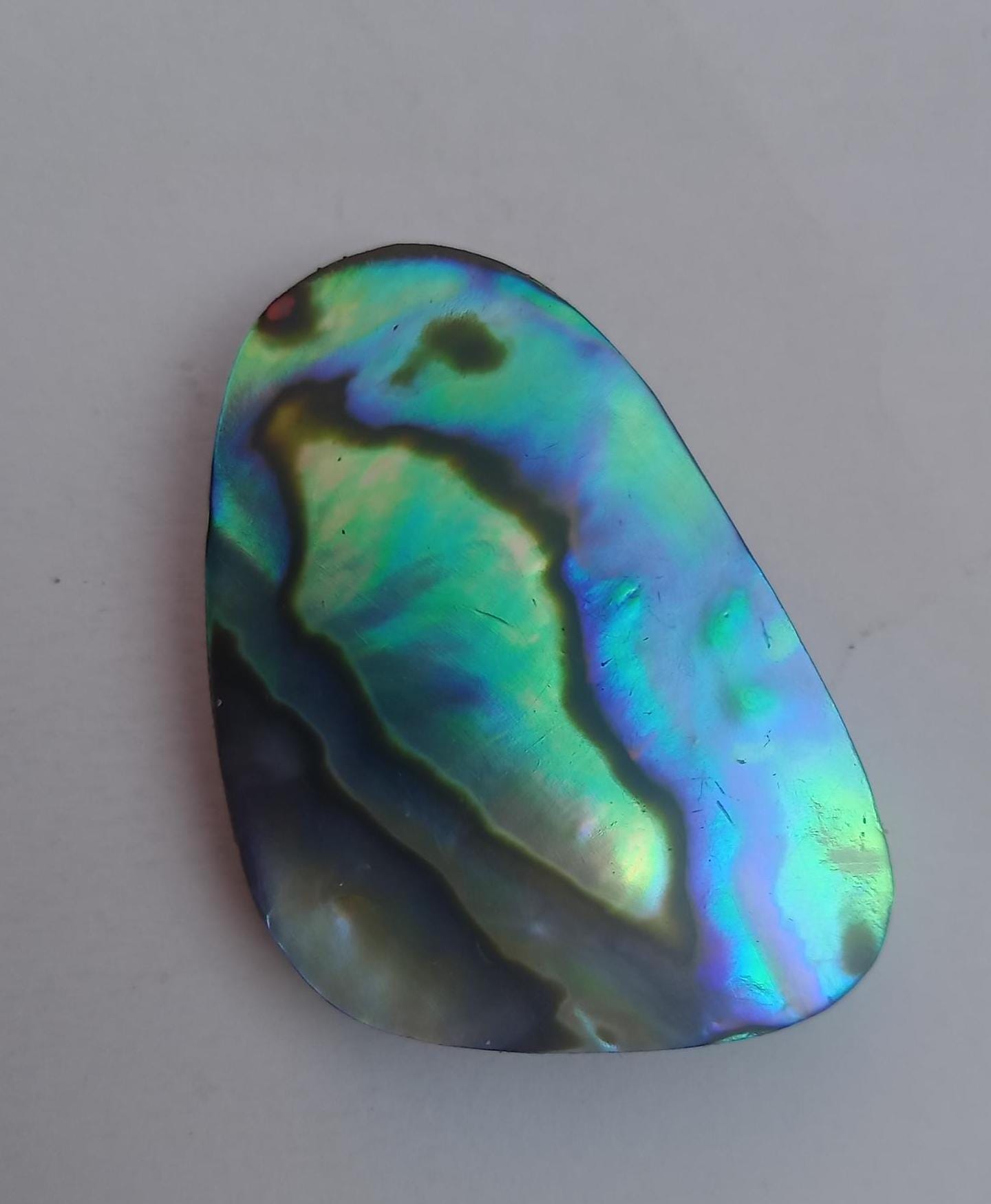 100% Top Ormer Shell, Abalone Shell, Paua Shell, Perlemoen Shell,nacre ...