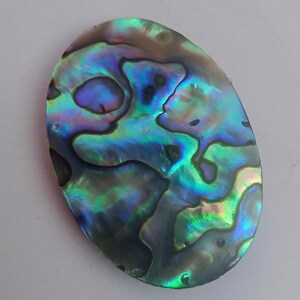 100% Top Ormer Shell, Abalone Shell, Paua Shell, Perlemoen Shell,nacre ...