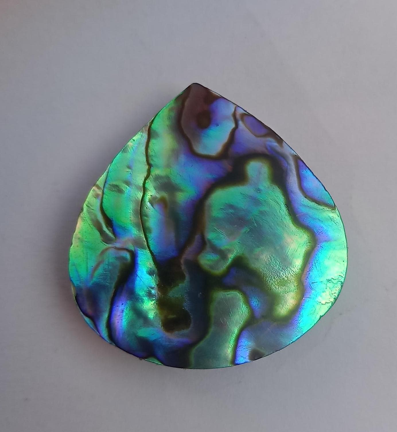 100% Natural Ormer Shell, Abalone Shell, Paua Shell, Perlemoen Shell ...