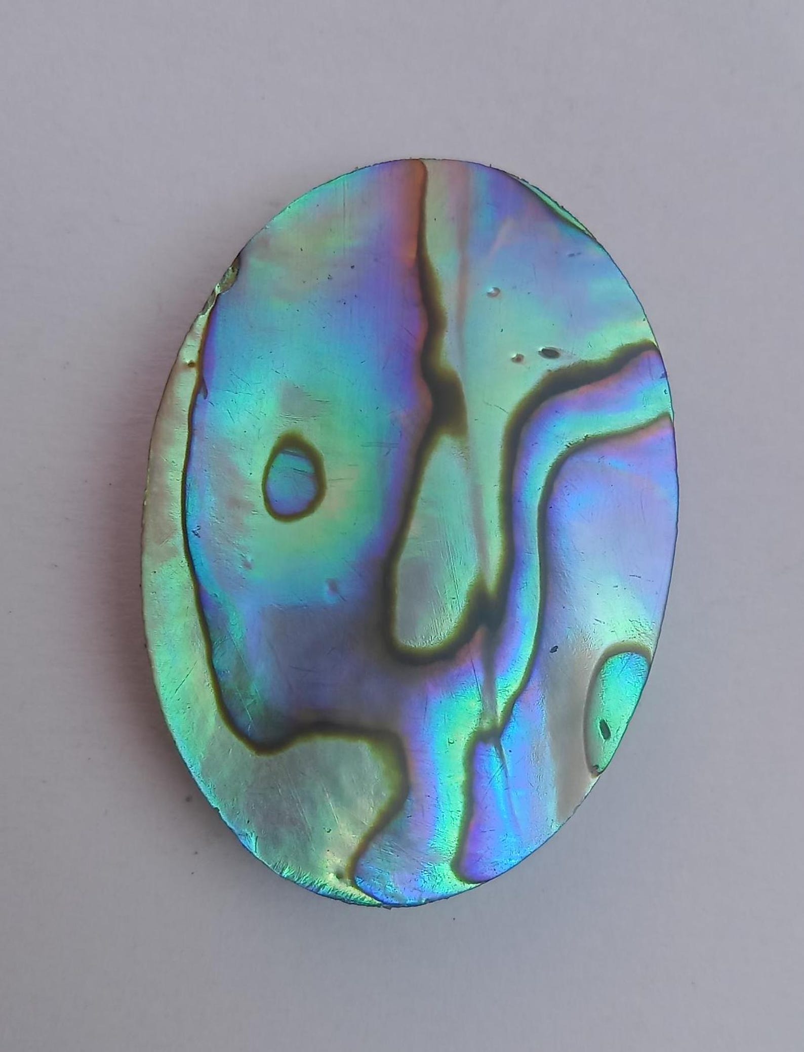 100% Top Ormer Shell, Abalone Shell, Paua Shell, Perlemoen Shell,nacre ...
