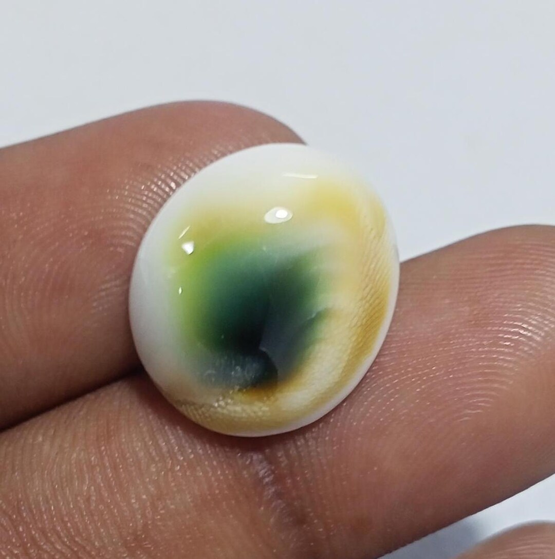 14 Cts. Green Turbo Operculum, Cats Eye, Shiva Shell for Crafts, Shell ...