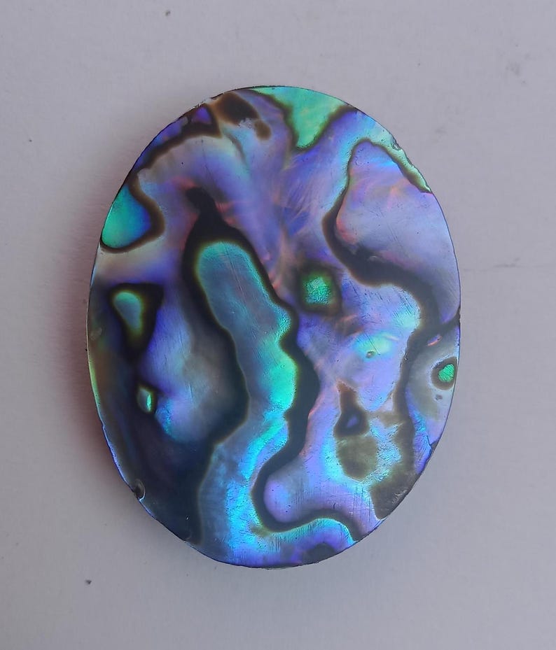 100% Top Ormer Shell, Abalone Shell, Paua Shell, Perlemoen Shell,nacre ...