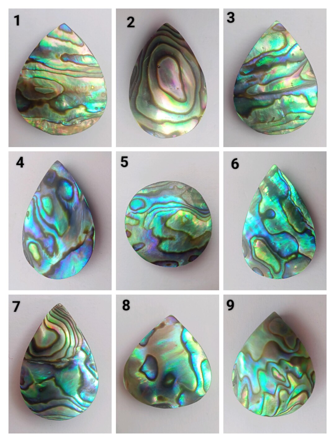 100% Natural Ormer Shell, Abalone Shell, Paua Shell, Perlemoen Shell ...