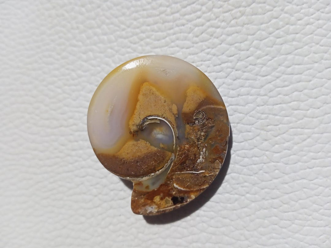 54 Cts. Natural Sparkling Crystal Fossil Specimen, Snail Druzy Slice ...