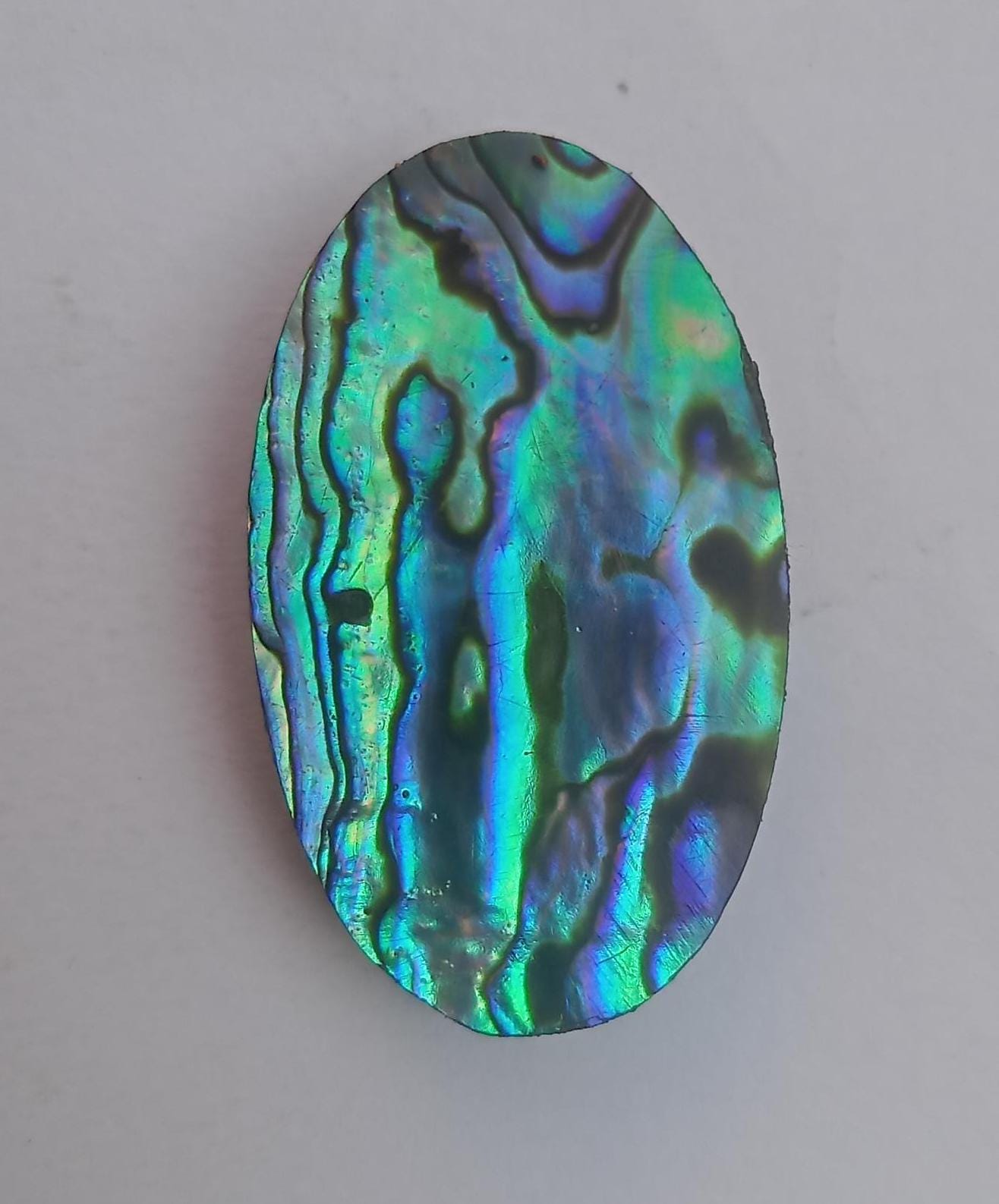 100% Top Ormer Shell, Abalone Shell, Paua Shell, Perlemoen Shell,nacre ...
