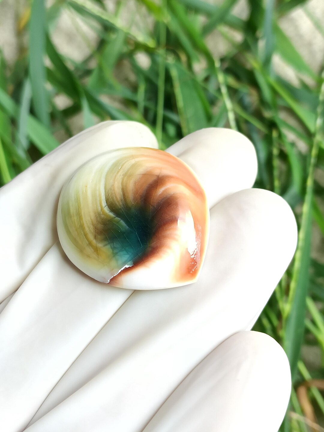 46 Cts. Green Shiva Eye, Curiosity Cabinet, Shell Cover, Shell Jewelry ...