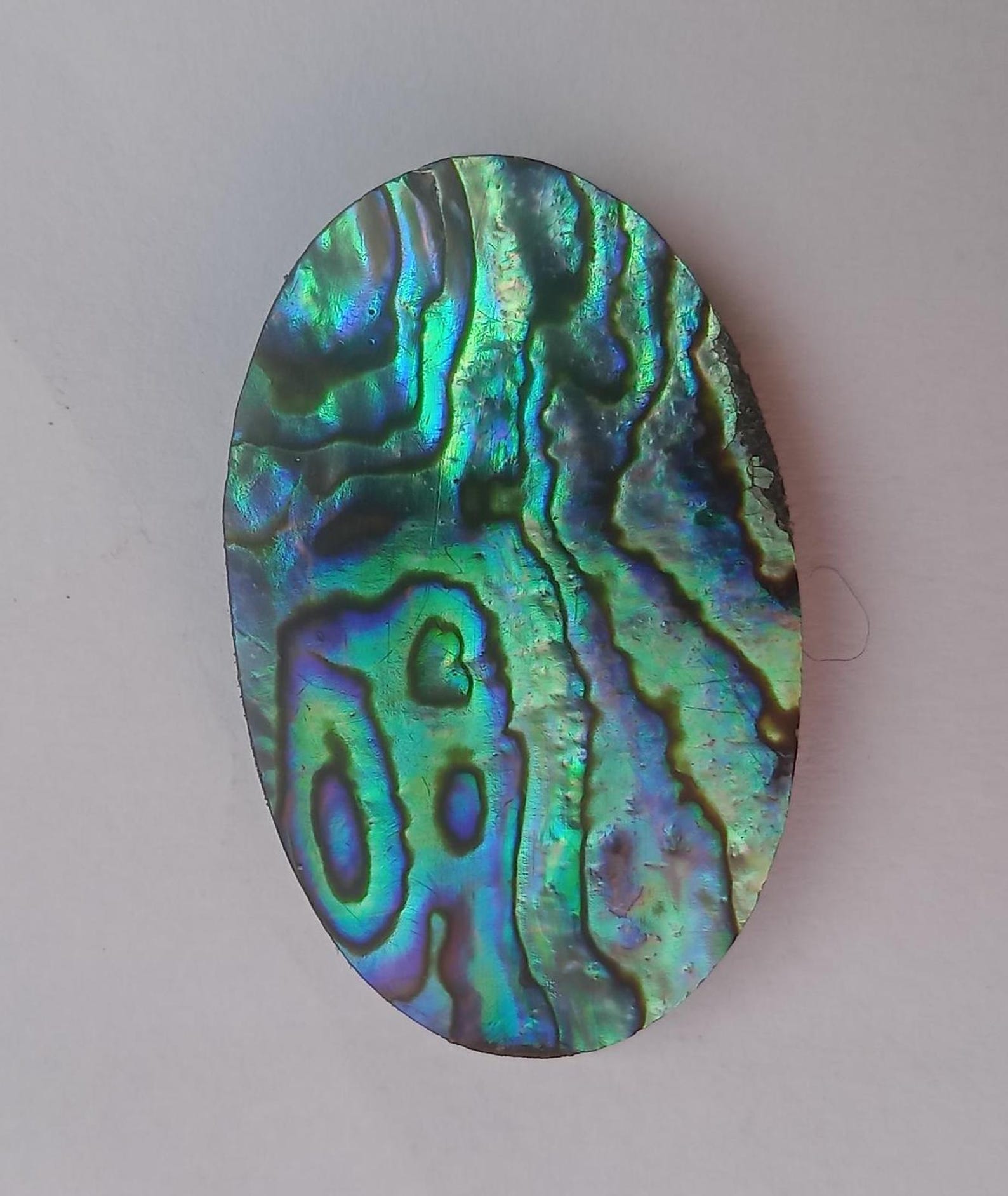 100% Natural Ormer Shell, Abalone Shell, Paua Shell, Perlemoen Shell ...