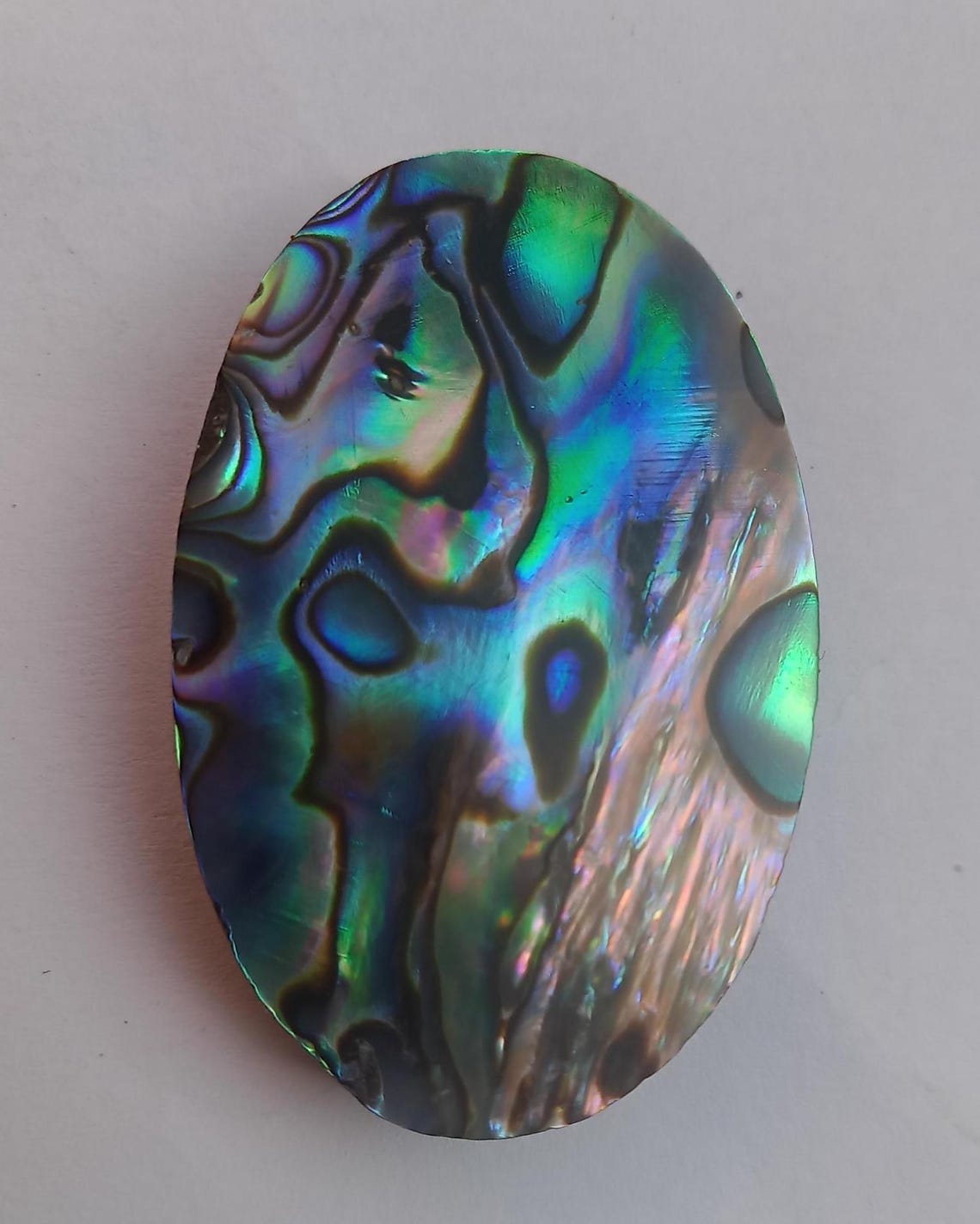 100% Natural Ormer Shell, Abalone Shell, Paua Shell, Perlemoen Shell ...