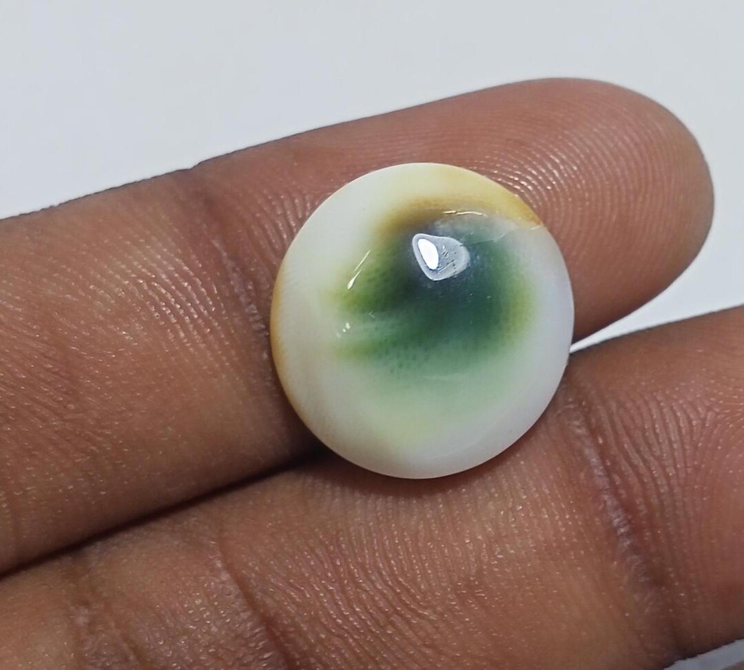 12 Cts. Green Turbo Operculum, Cats Eye, Shiva Shell for Crafts, Shell ...