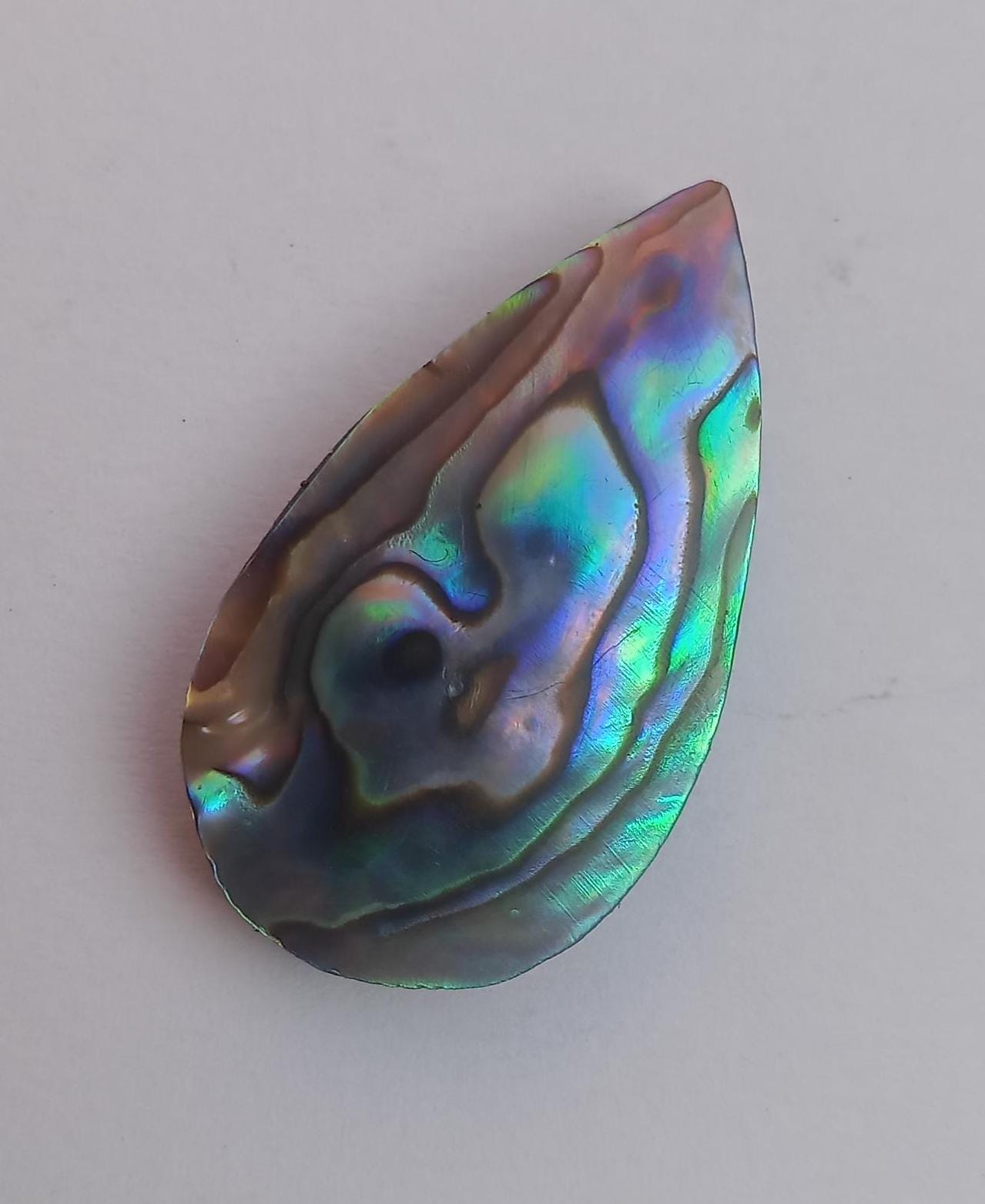 100% Natural Ormer Shell, Abalone Shell, Paua Shell, Perlemoen Shell ...