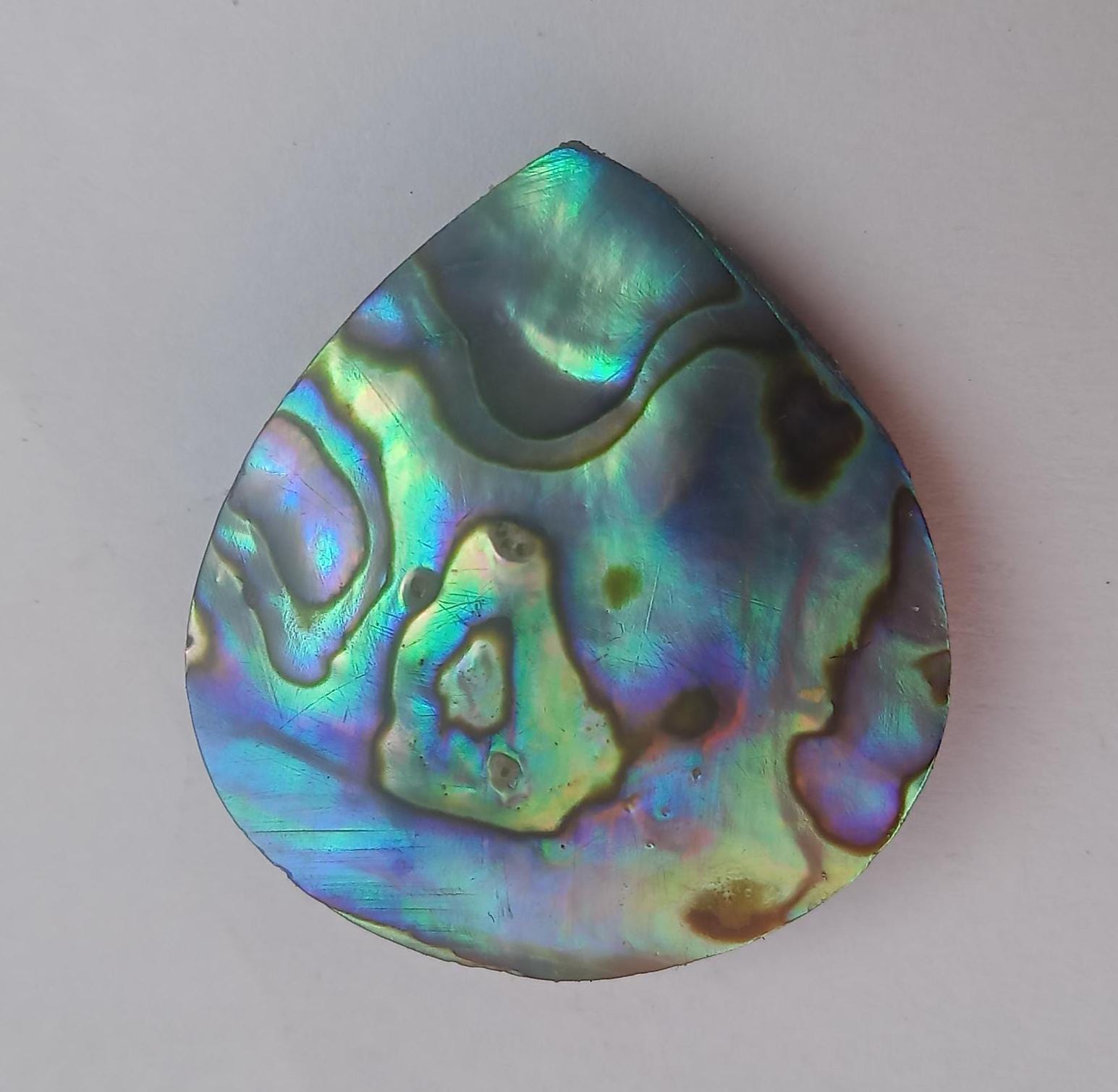 100% Natural Ormer Shell, Abalone Shell, Paua Shell, Perlemoen Shell ...