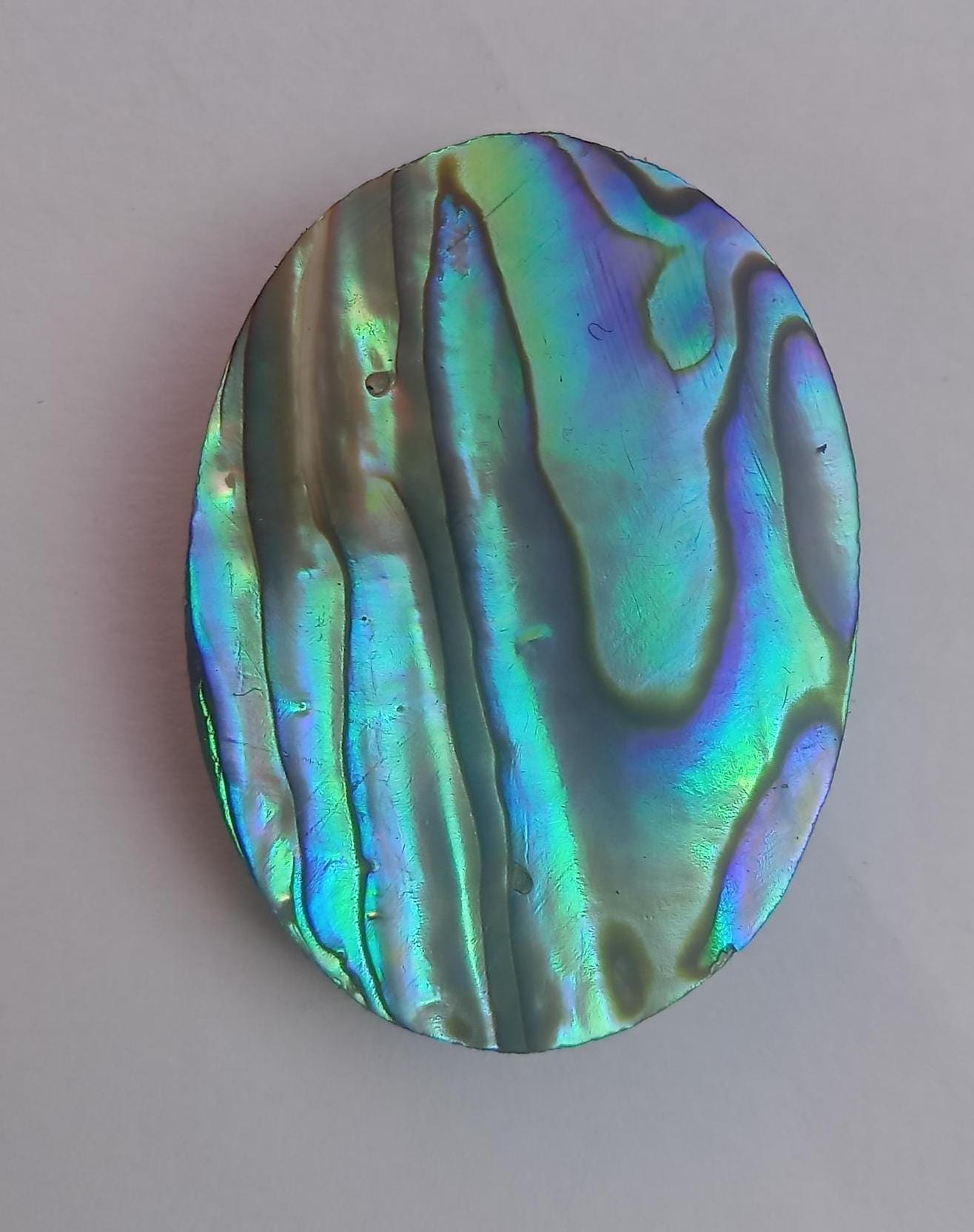 100% Natural Ormer Shell, Abalone Shell, Paua Shell, Perlemoen Shell ...