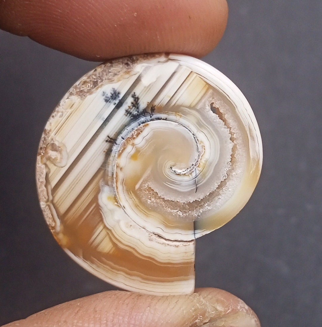 33 Ct. 100%natural Fossil Snail Slice Agate,shell Druzy/fossil Snail ...