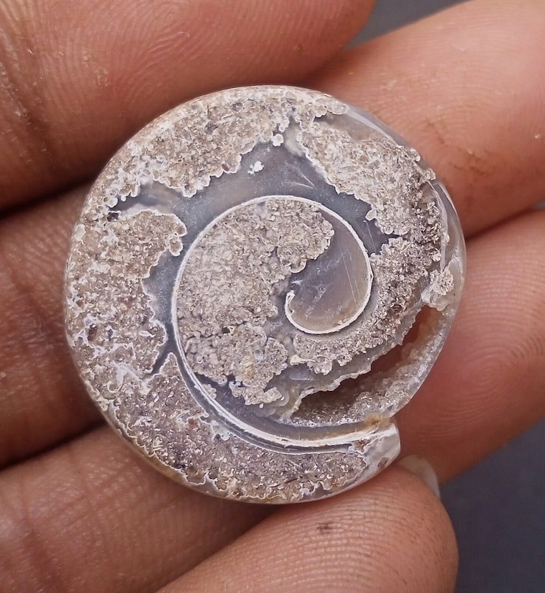 37 Ct. 100%natural Fossil Snail Slice Agate,shell Druzy/fossil Snail ...