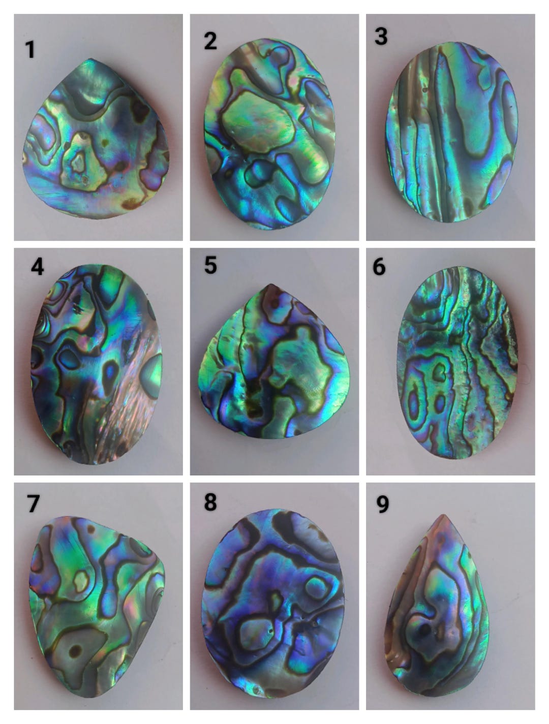 100% Natural Ormer Shell, Abalone Shell, Paua Shell, Perlemoen Shell ...