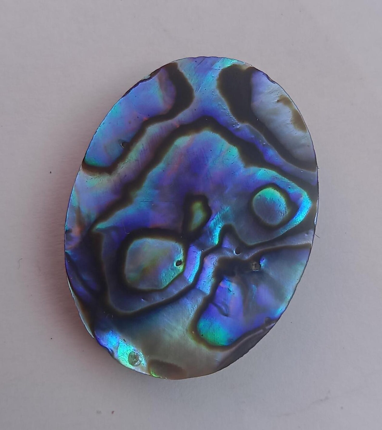 100% Natural Ormer Shell, Abalone Shell, Paua Shell, Perlemoen Shell ...