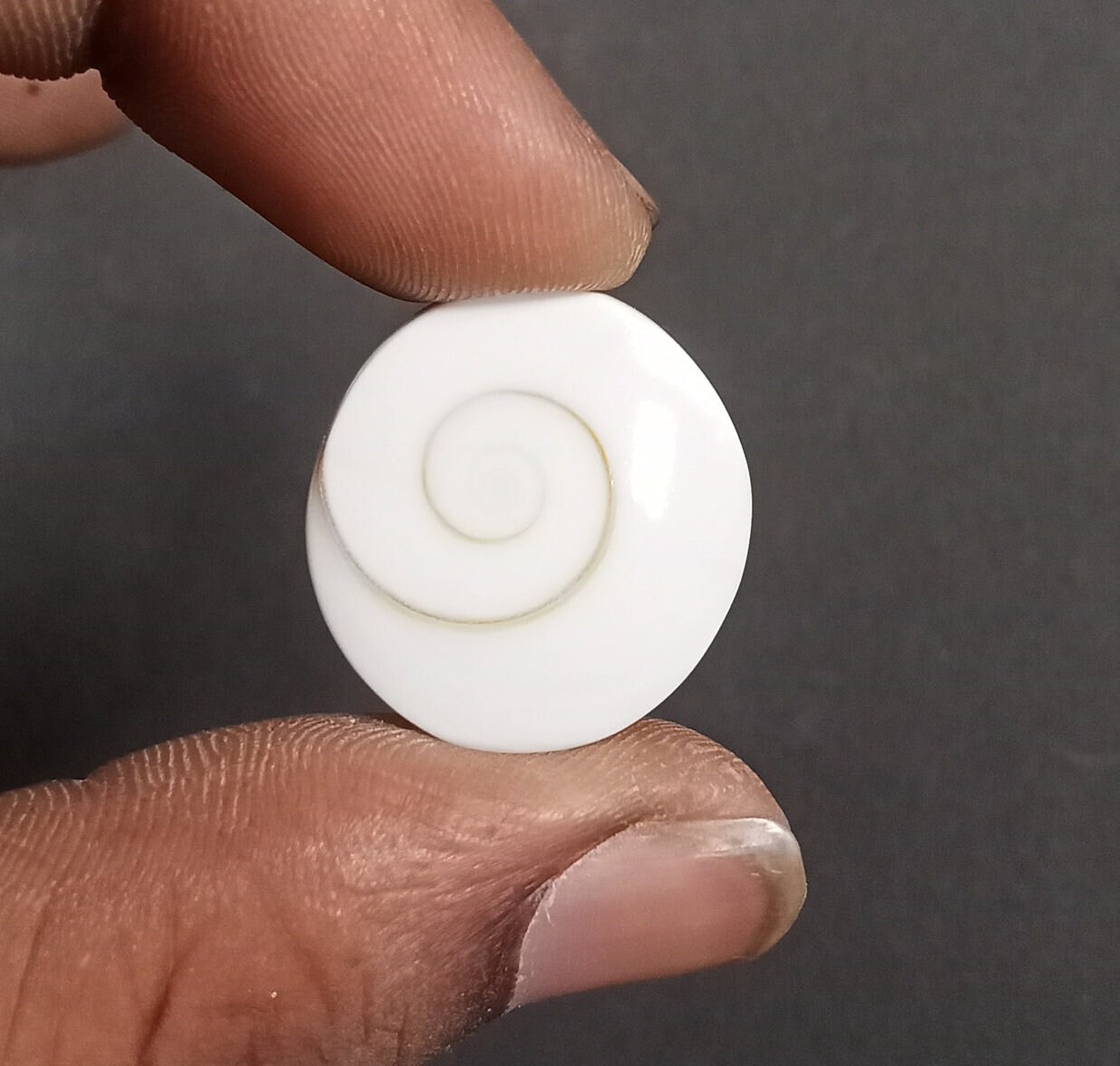 30 Cts. Shell Ring Shiva Ring Shiva Eye Ring Ring Shell - Etsy