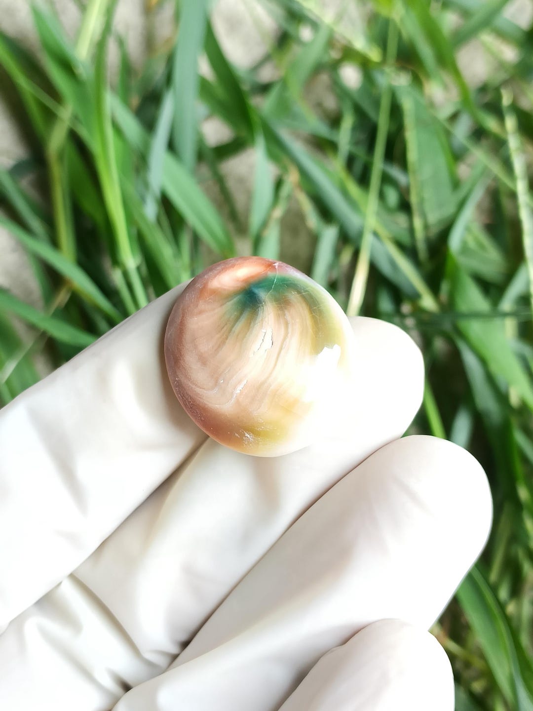 22 Ct. Operculum Shiva Eye Shell Flat Back Gem Cabochon Wire Wrapping ...