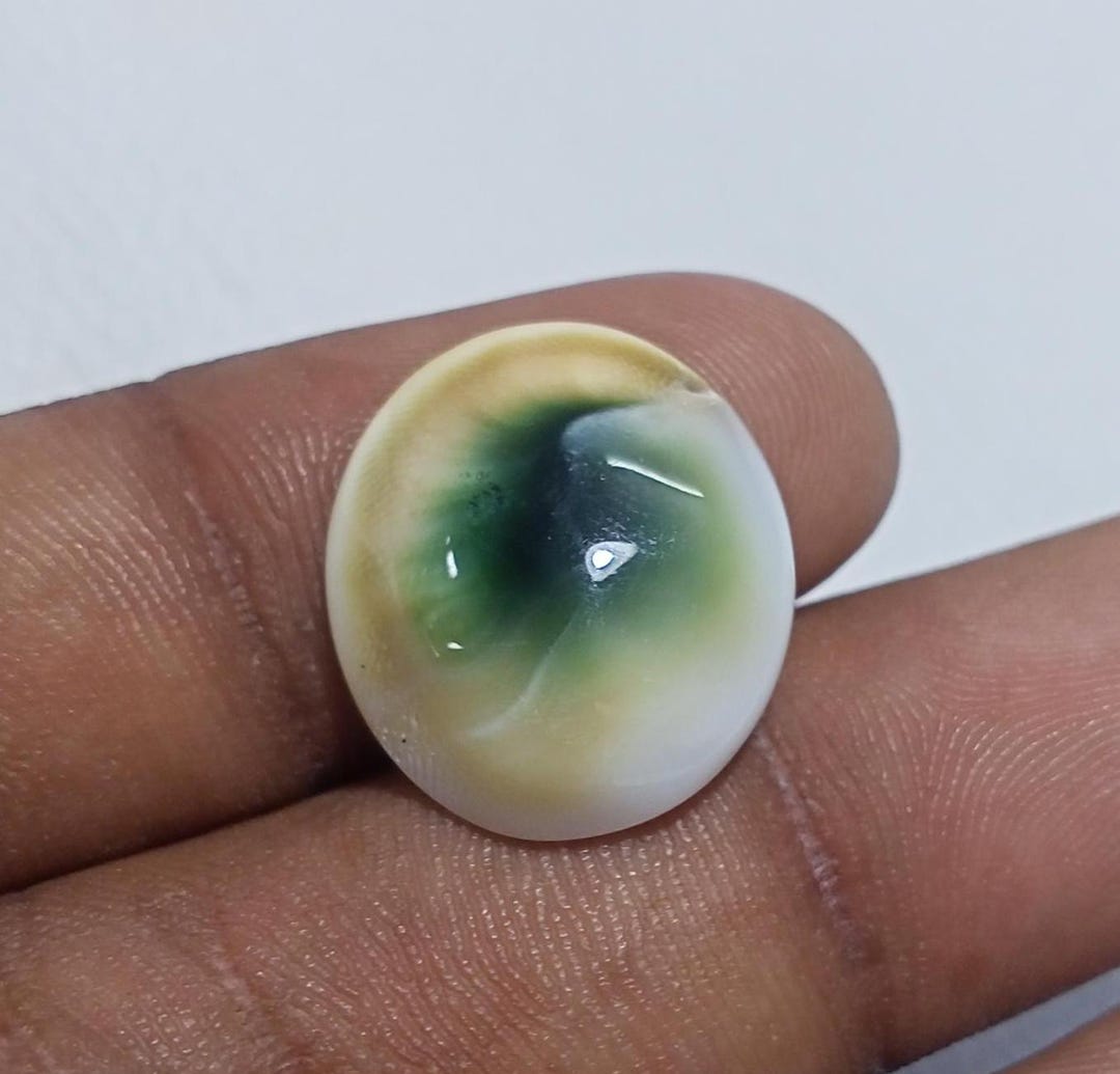 13 Cts. Green Turbo Operculum, Cats Eye, Shiva Shell for Crafts, Shell ...