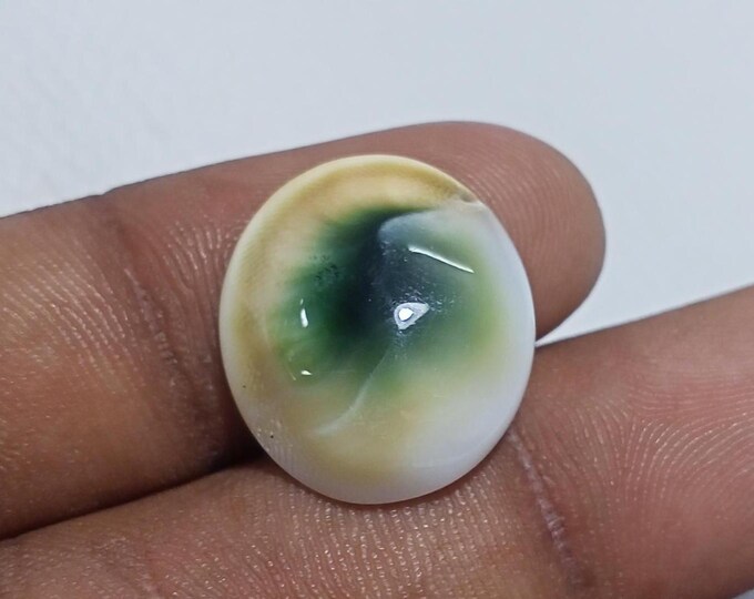 13 Cts. Green Turbo Operculum, Cats Eye, Shiva Shell for Crafts, Shell ...